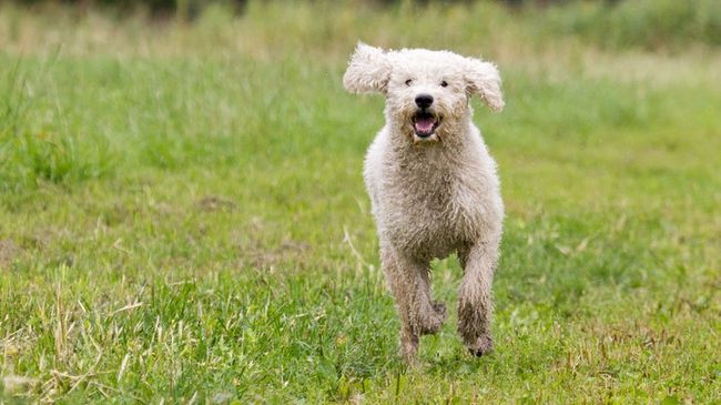 Five most unusual dog breeds | PetsRadar