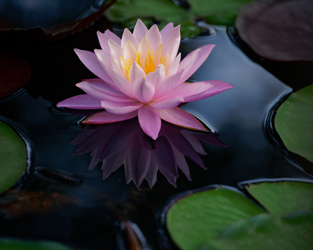 Here's how to use the lotus symbol in Feng Shui at home | Homes and Gardens