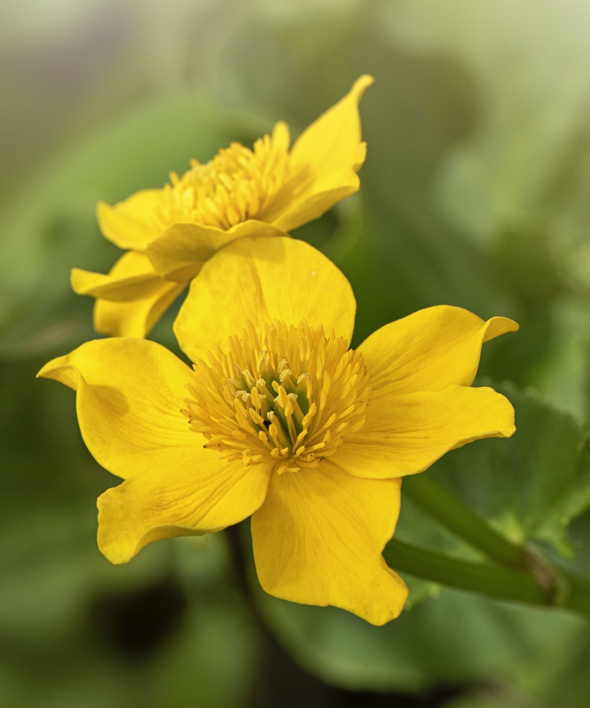 How to grow marsh marigolds: the plant that loves wet soil | Homes and ...