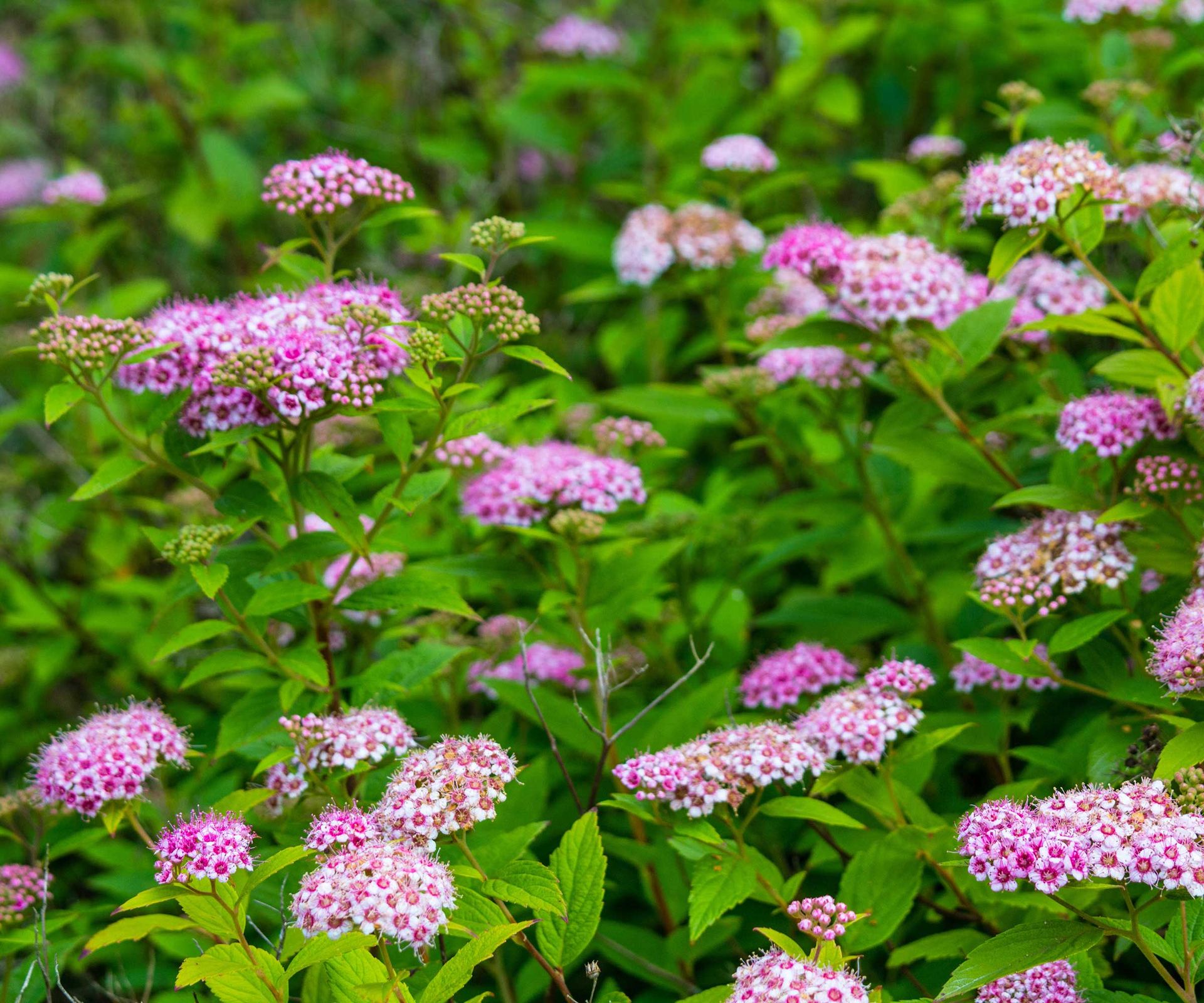 How and when to prune spirea: a simple guide | Homes and Gardens
