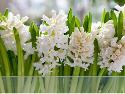 7 Best Spring Bulbs for Cut Flowers —"You'll Fill Vases for Weeks ...