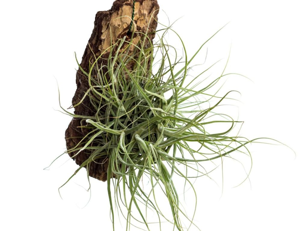 Information On Epiphyte Growing And Mounting and Epiphyte Plant Care ...