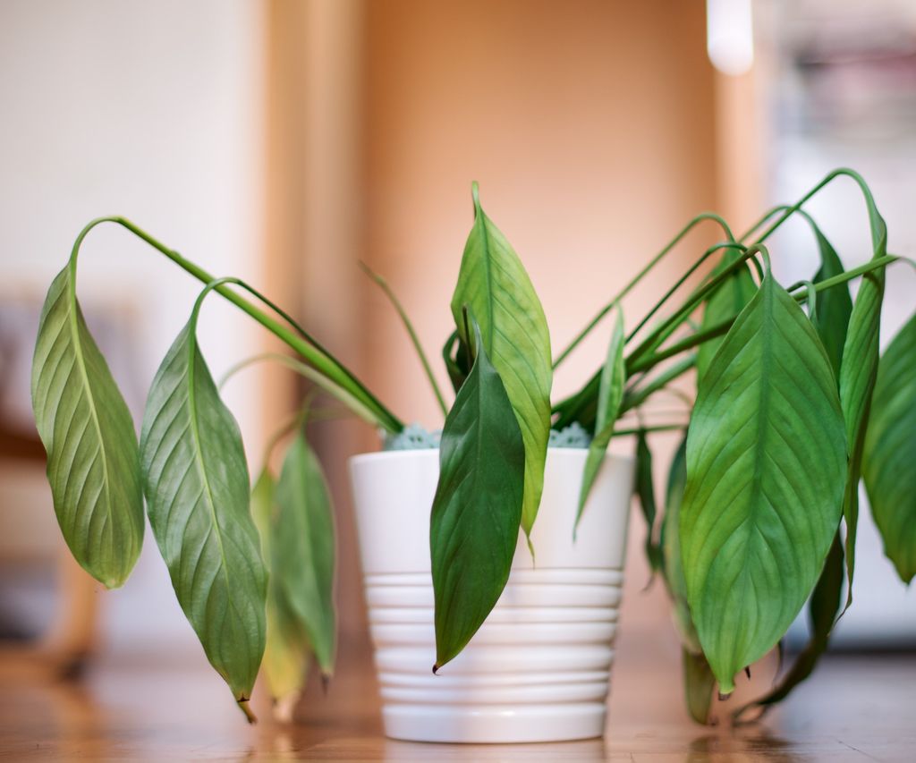 Can you over-fertilize plants? Expert tips to protect plants | Homes ...