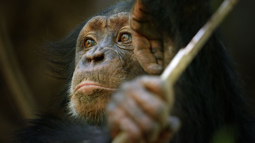 In Photos: The Fongoli Savanna Chimpanzees | Live Science
