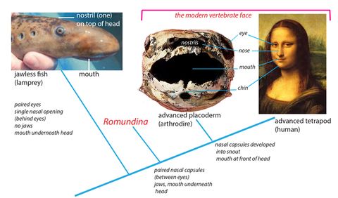 Hello Fish Face – A Fossil Fish Reveals the Origins of the Face | Live ...