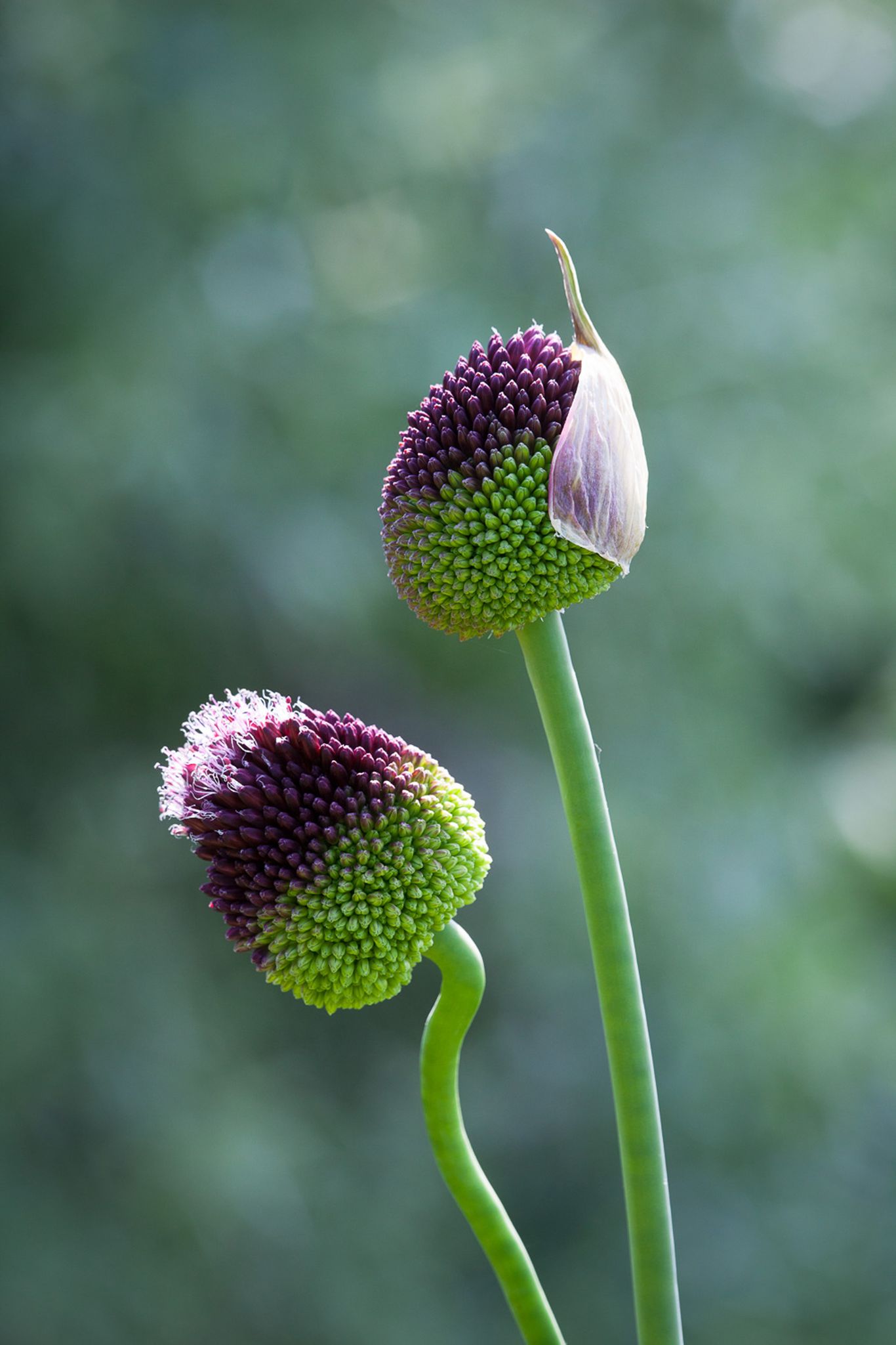How to plant allium bulbs: add eye-catching structure to your borders ...