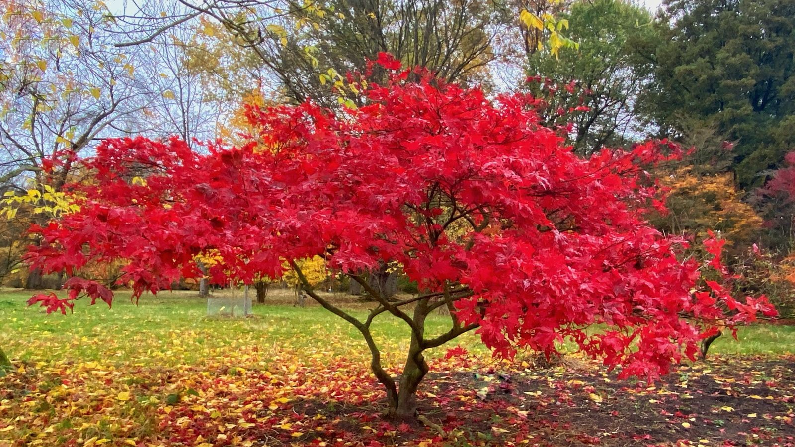 9 tree mistakes to avoid