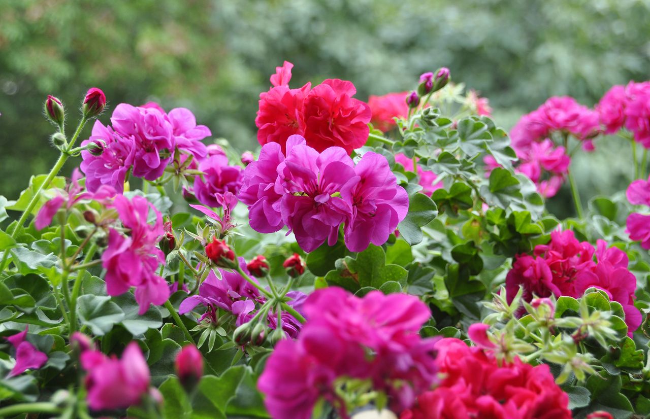 How to overwinter geraniums: with expert advice | Homes & Gardens