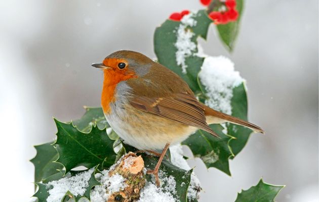 The true nature of the red robin | Country Life