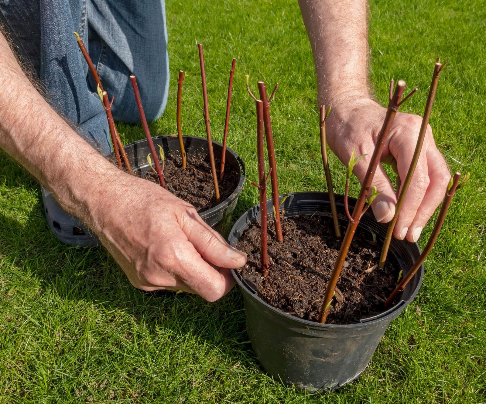 How to grow holly - expert tips for healthy trees or shrubs | Homes and ...