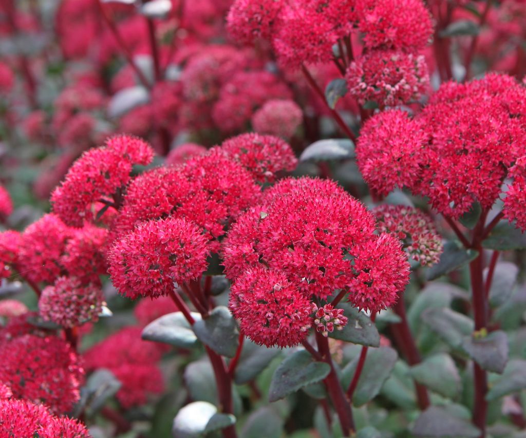 When to cut back sedum for winter - time your prune properly | Homes ...