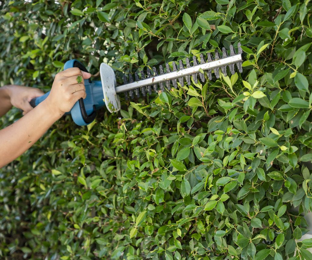 How to sharpen hedge trimmer blades safely and quickly | Homes and Gardens