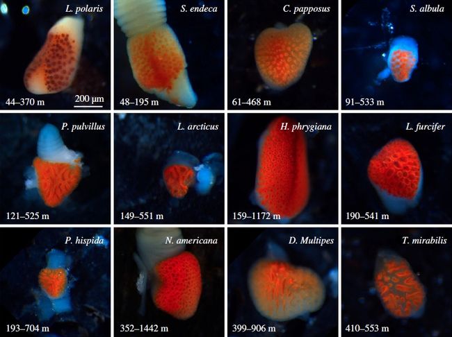 Starfish Can See You … with Their Arm-Eyes | Live Science