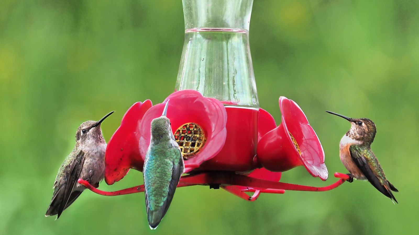 Attracting Hummingbirds To The Garden - Creating A Perennial Garden For ...