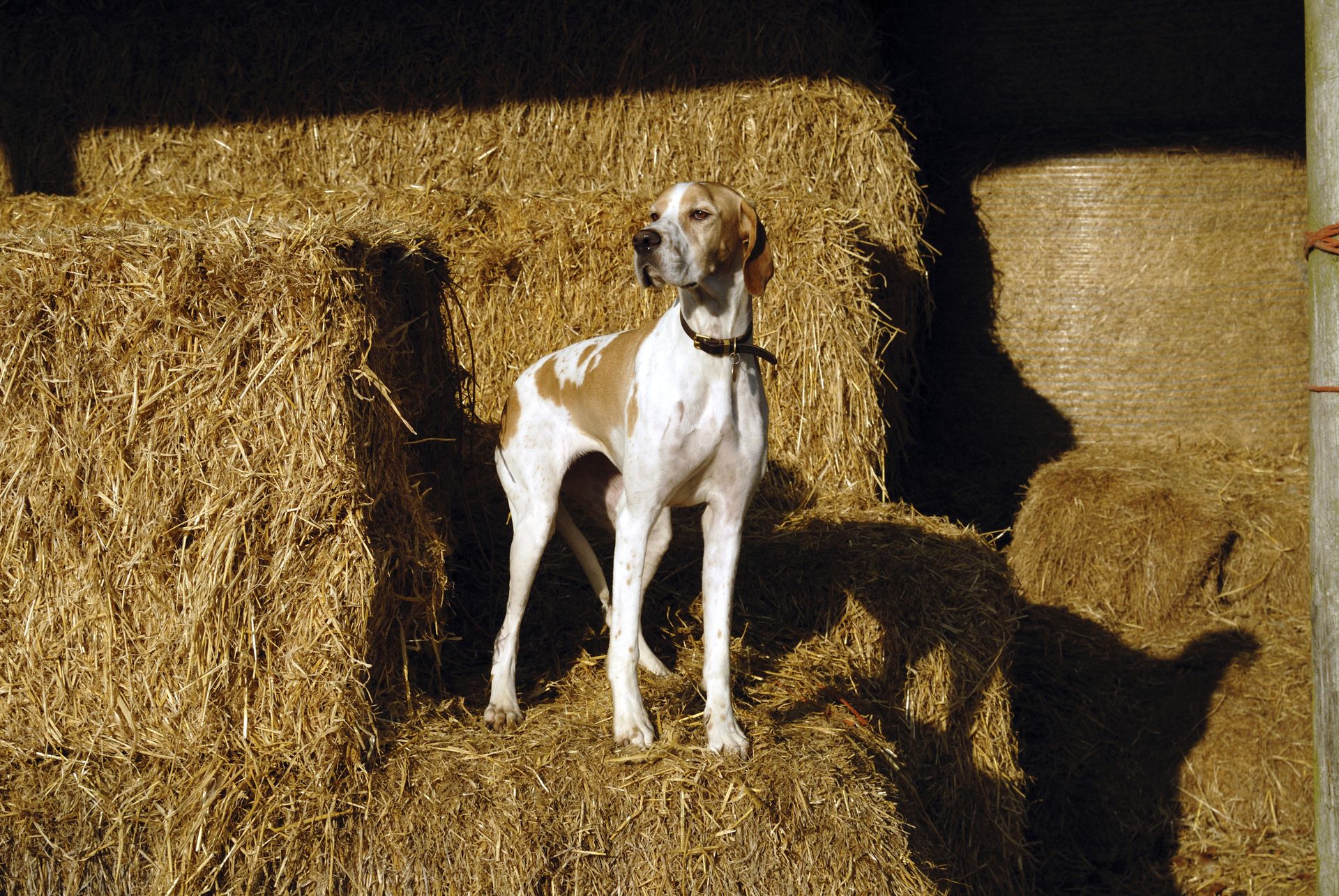 The dogs of Rivals: Every breed spotted at the Rutshire Cup polo match ...