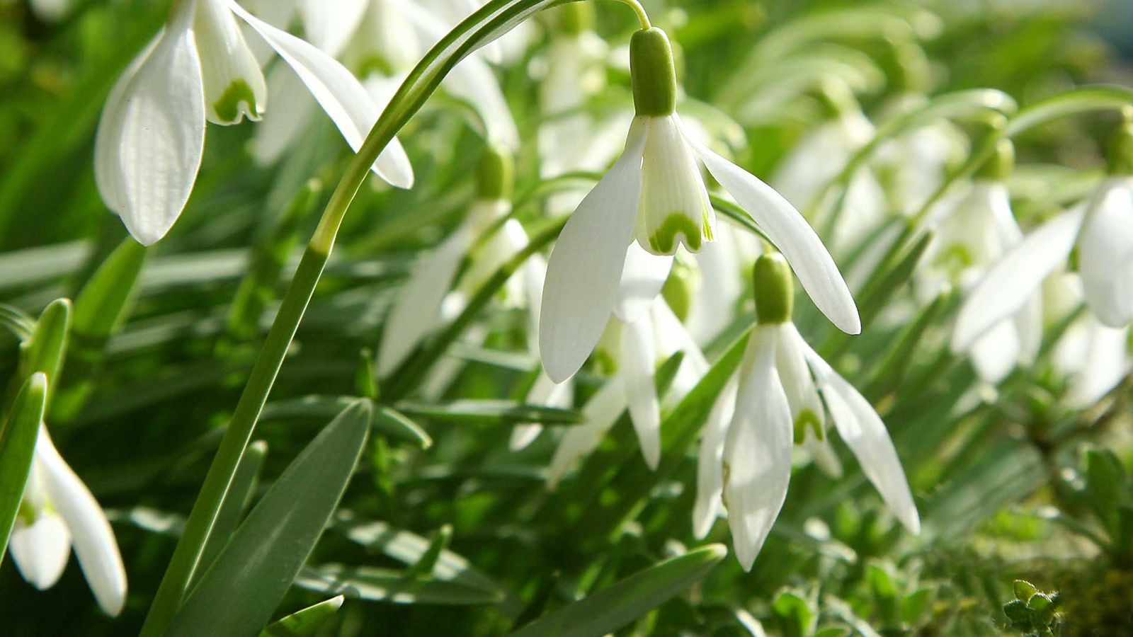 What to do with snowdrops after flowering: an expert guide | Woman & Home