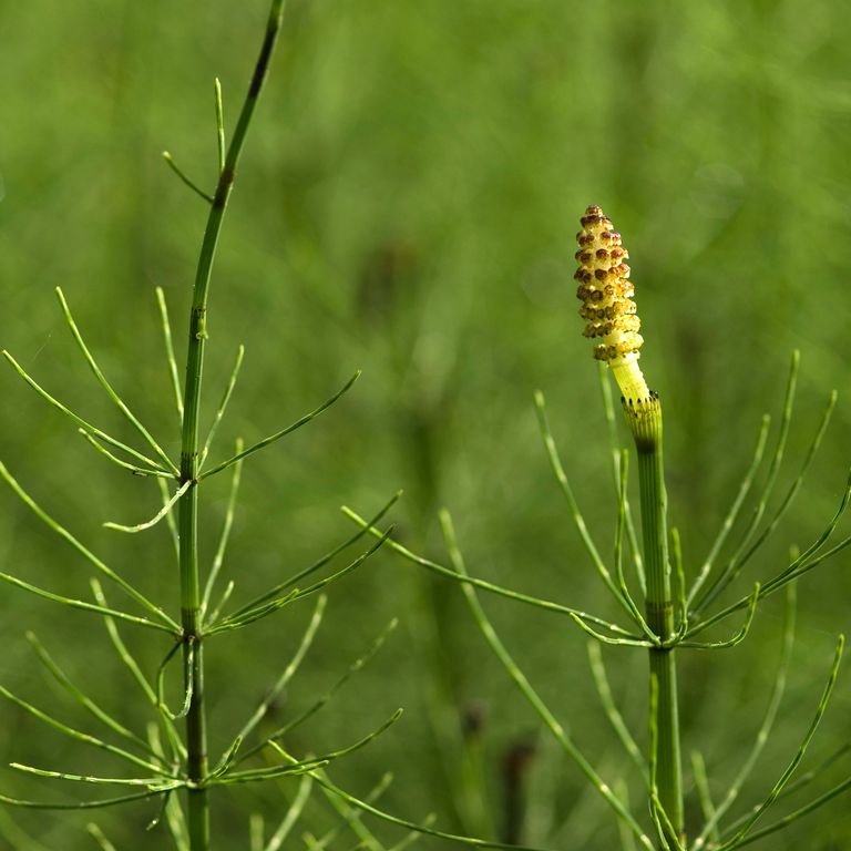 How to get rid of horsetail weed | Ideal Home