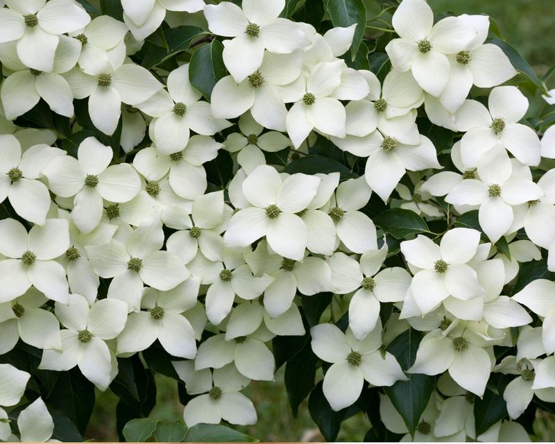 Tips & Information about Dogwood | Gardening Know How