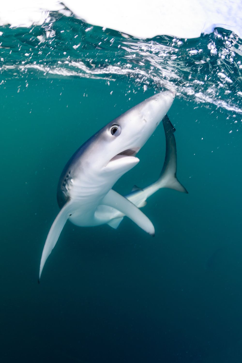 Stunning Underwater Photography Contest Winners (Photos): Page 2 | Live ...