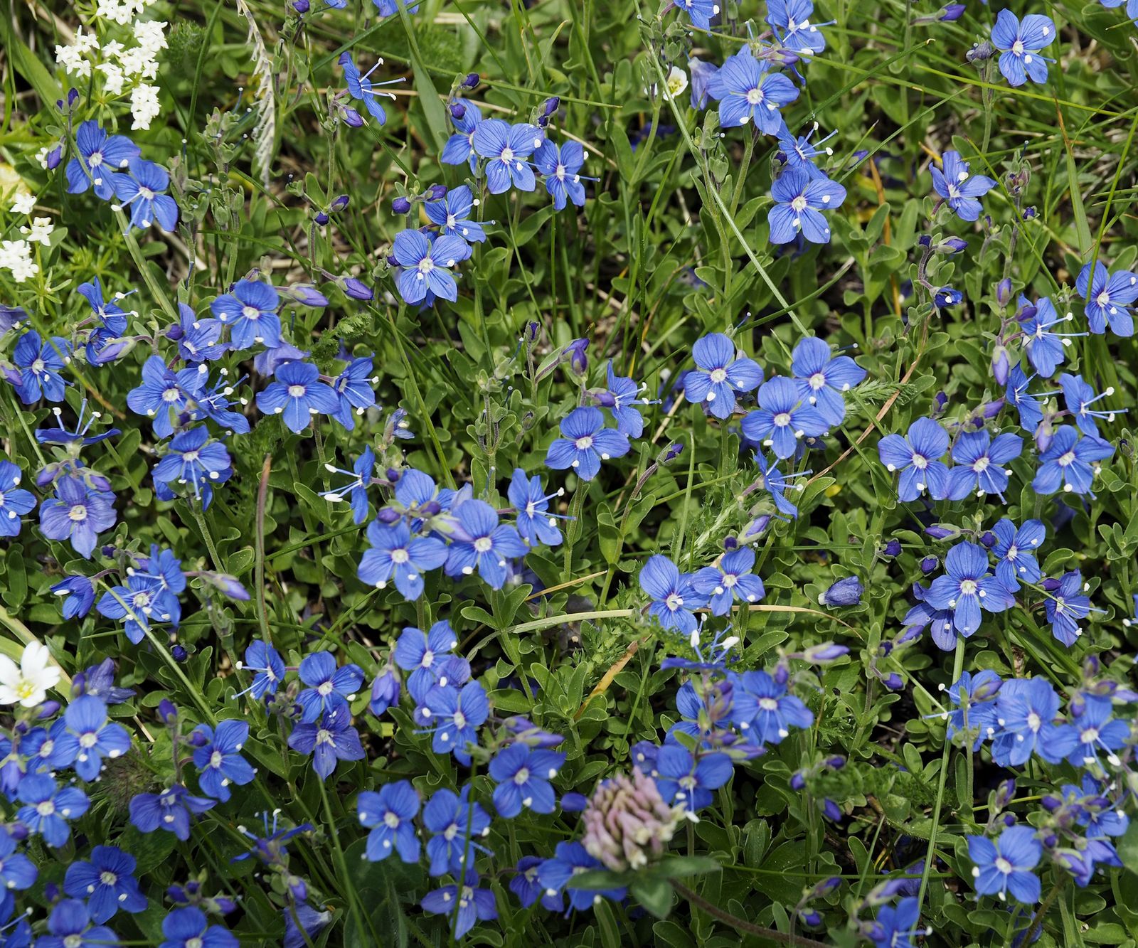 Best ground cover plants: 12 options for flowers and foliage | Homes ...