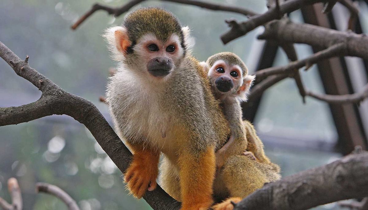 Burglar badly beaten by monkeys | The Week