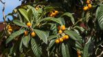 How to grow tamarind from seed: expert tips | Homes and Gardens