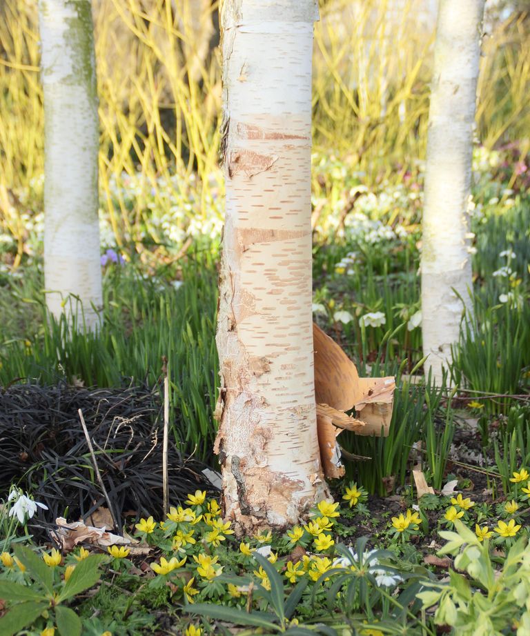 9 trees with white bark that make a statement in your plot | Gardeningetc