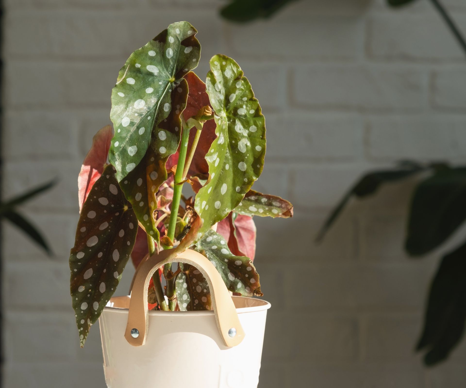 How to care for a polka dot begonia: 5 expert tips | Homes and Gardens