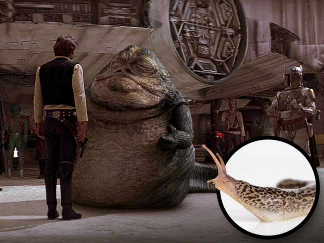 Chewbacca to Jabba the Hutt: 10 Real 'Star Wars' Beasts in the Animal ...