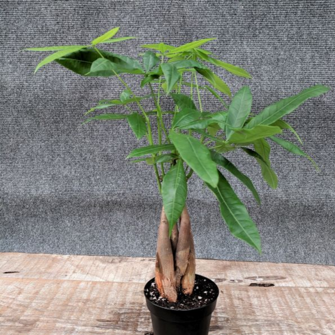 Where to Place a Money tree for Feng Shui — An Expert Guide | Livingetc