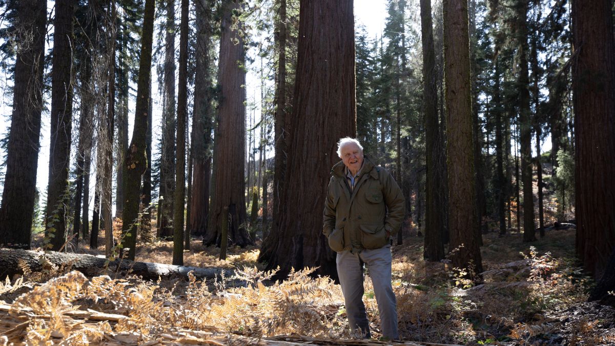 The Green Planet: release date, what it's about and more | What to Watch