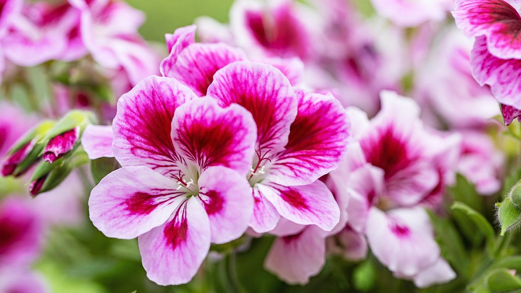 How To Keep Geraniums Blooming All Summer – And Through Fall ...