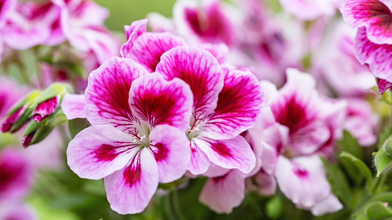 How To Keep Geraniums Blooming All Summer – And Through Fall ...