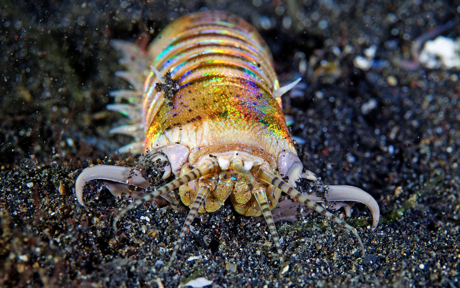 Fossilized Poop Reveals a Large, Predatory Worm That Stalked the ...