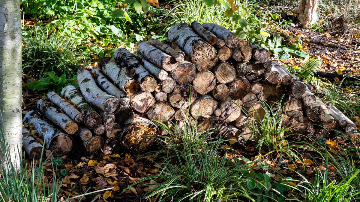 How to recycle a Christmas tree: 10 ways to give new life to your used ...