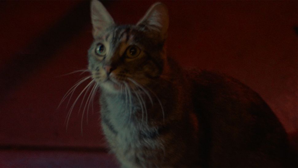 The Best Stephen King Movies, Ranked | Cinemablend