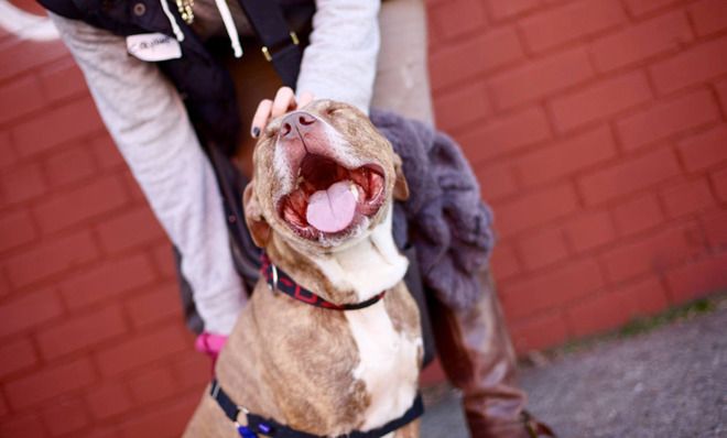 How to adopt the perfect rescue dog | The Week