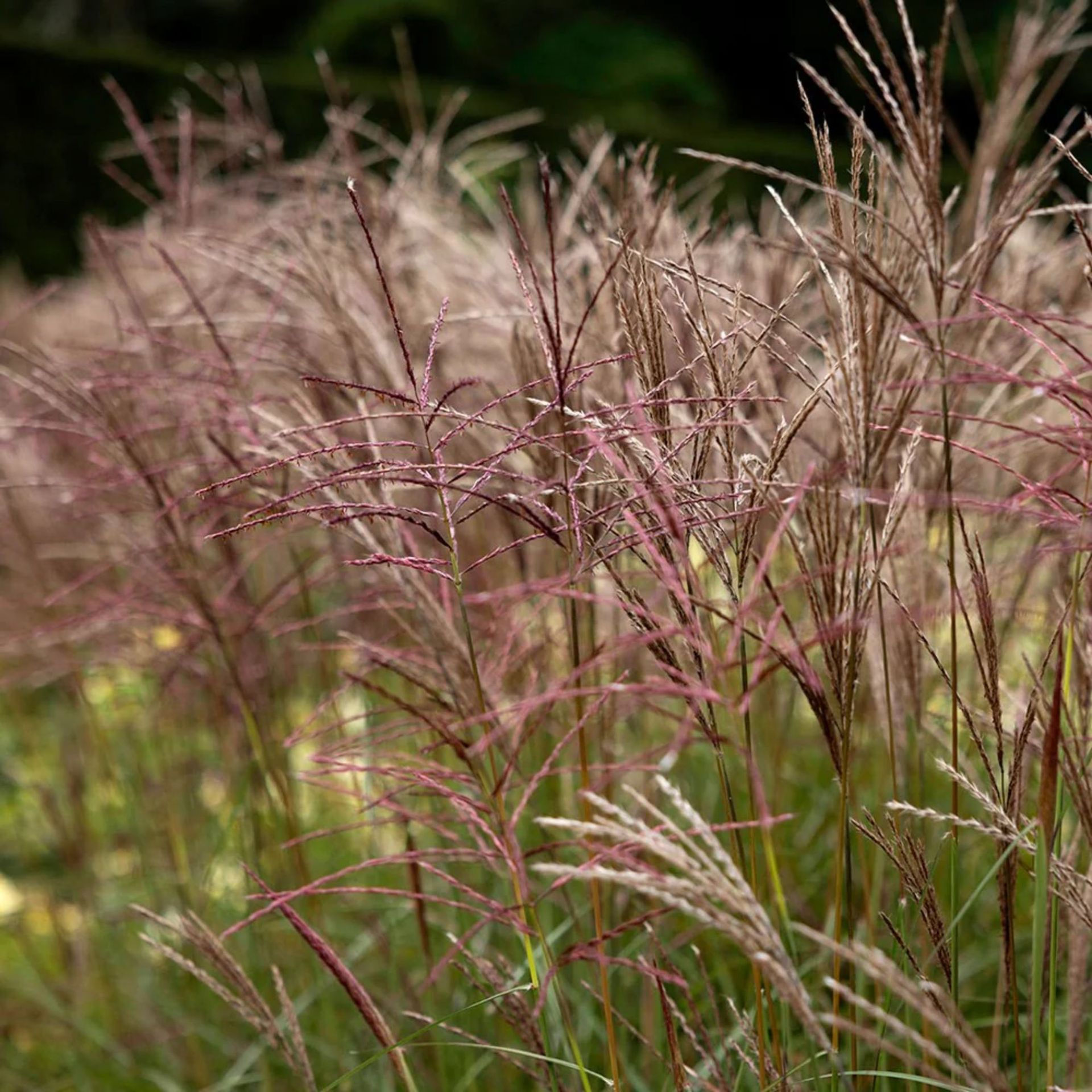 The 5 best ornamental grasses for shade – an expert guide | Ideal Home