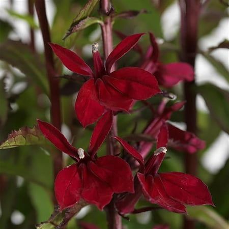 How to grow cardinal flowers: a native perennial plant | Homes and Gardens