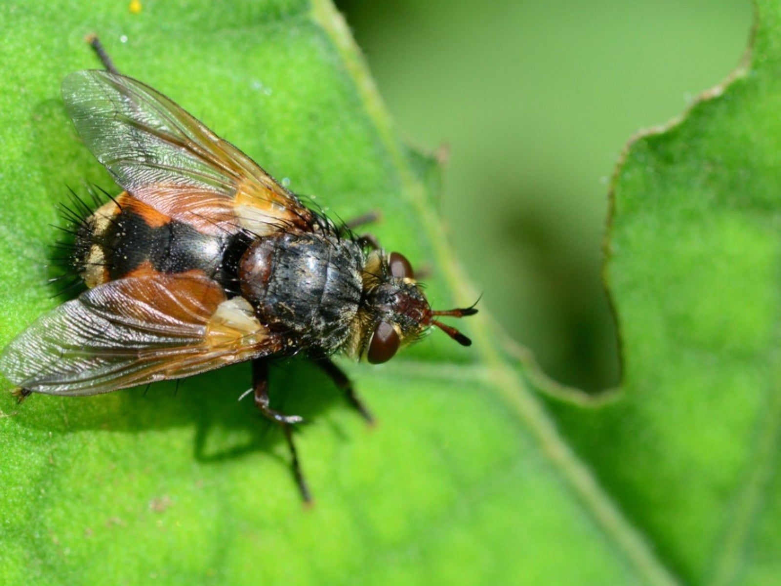 Tachinid Flies In Gardens - Are Tachinid Flies Beneficial | Gardening ...