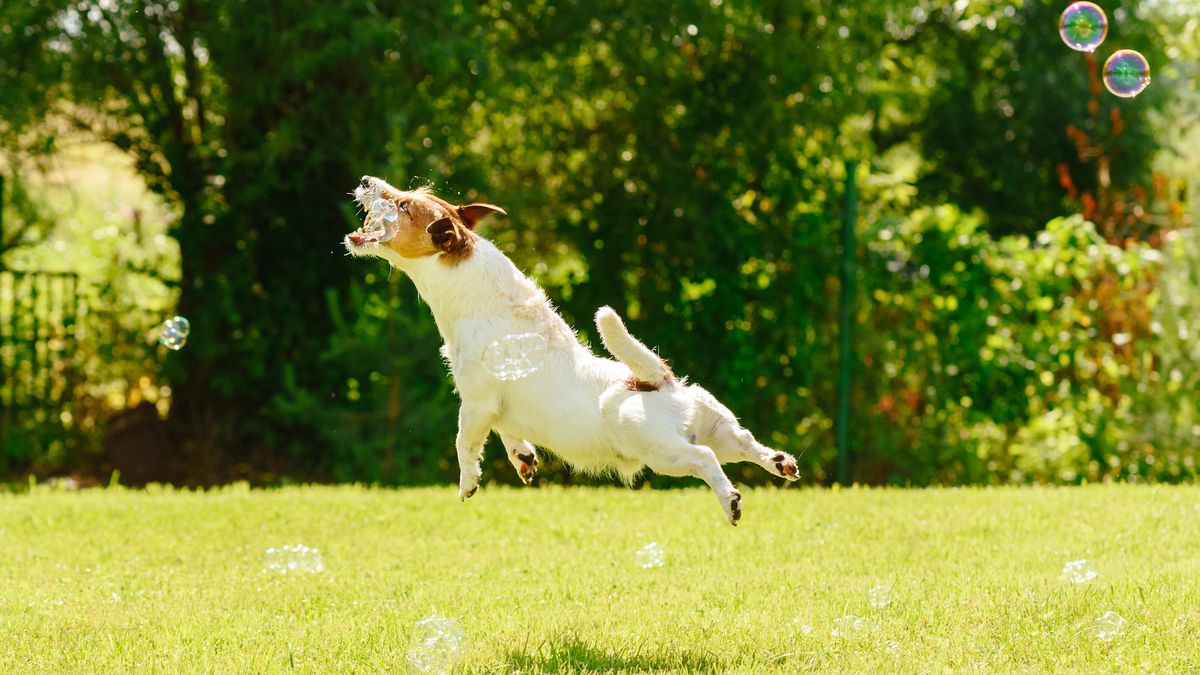 32 ways to build more fun into your dog’s routine | PetsRadar
