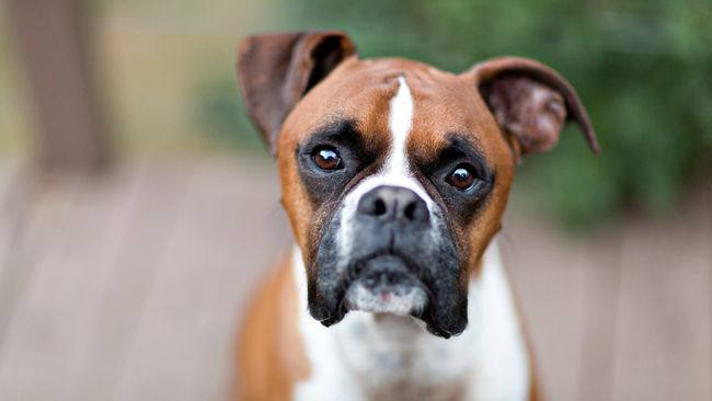 Best guard dog breeds for maximum protection | PetsRadar