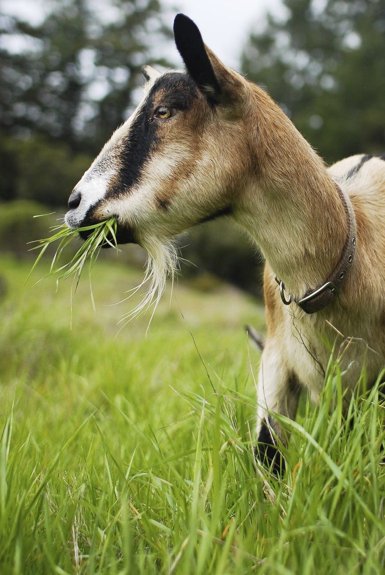 Using Goats To Clear Brush: Tips On Raising Goats For Weed Management ...
