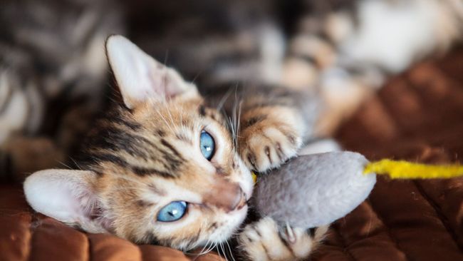 32 reasons to adopt a cat | PetsRadar
