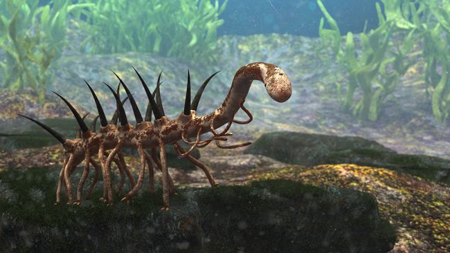 Why do spiders have 8 legs? | Live Science