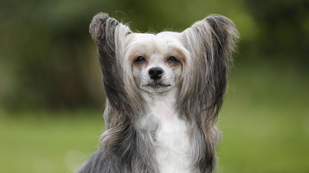 Chinese Crested dogs: Breed profile and information | PetsRadar