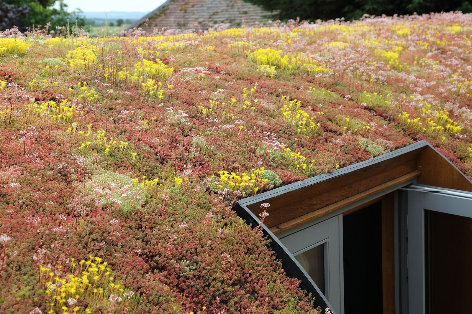 Green roofs: an expert guide to growing a living roof | Homes and Gardens