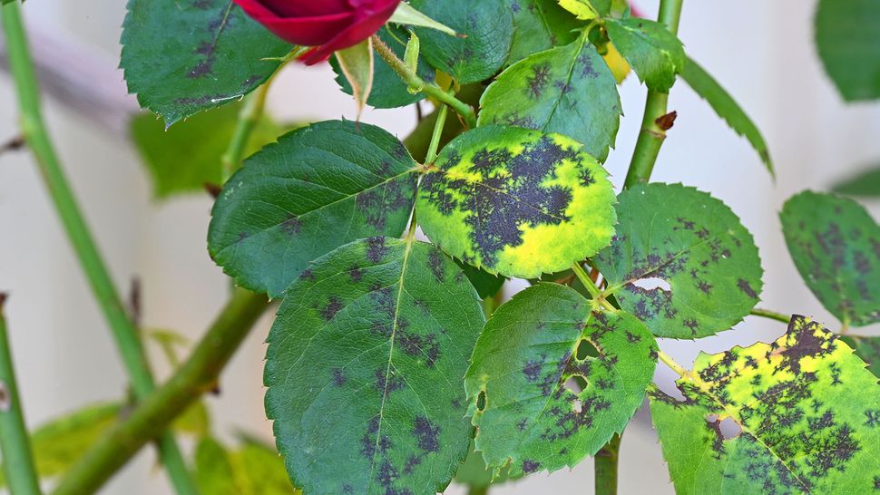 What causes spots on roses and how to get rid of them — according to ...