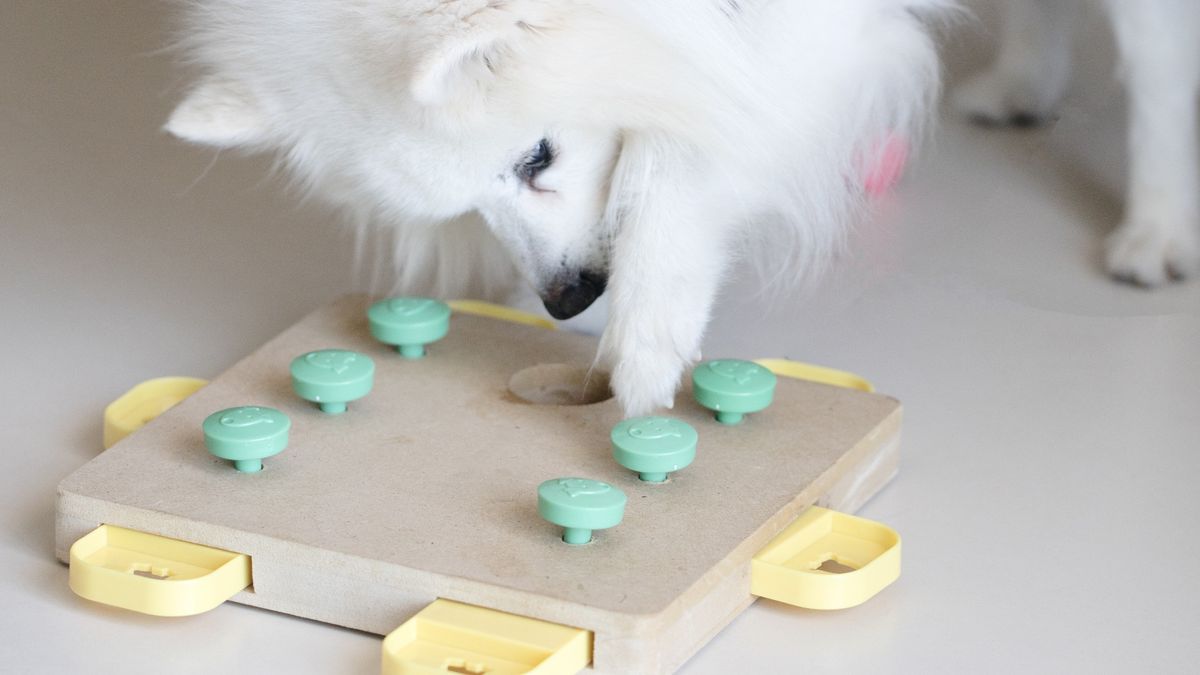 These indoor games for dogs will keep your canine companion amused for ...