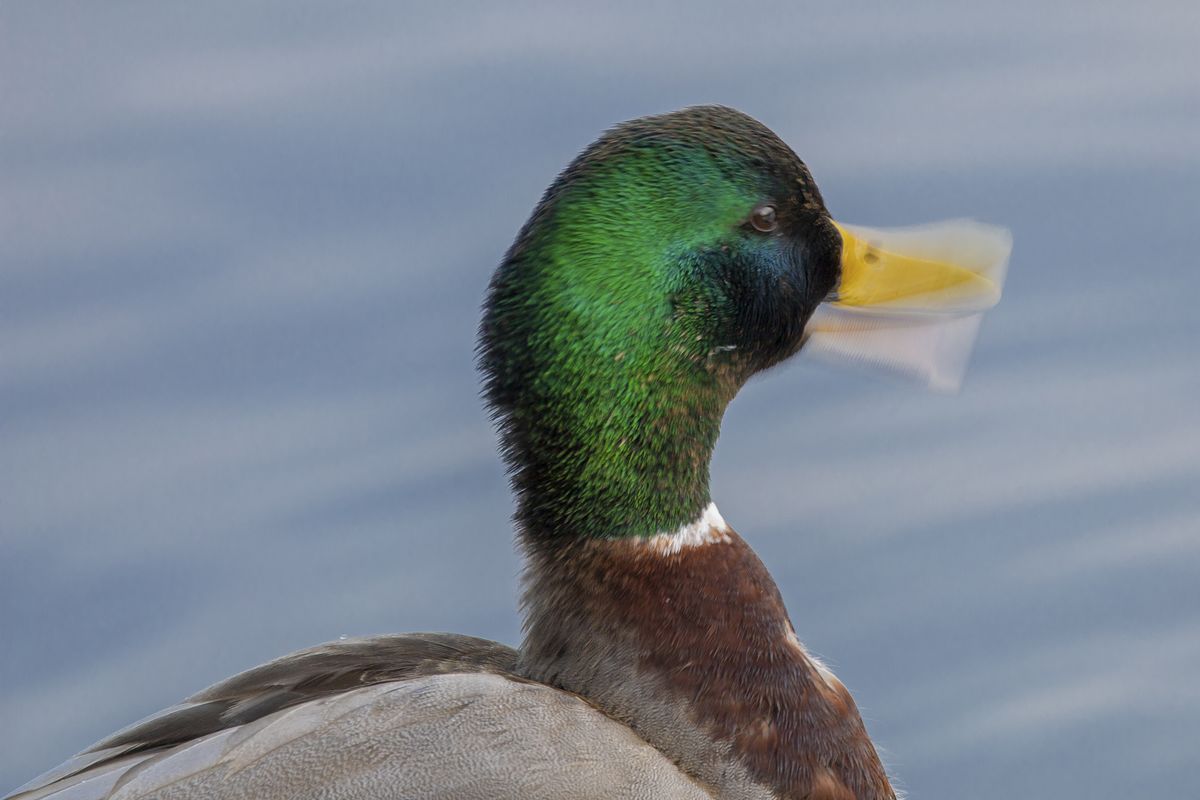 Use a slow shutter speed to inject movement into your wildlife ...